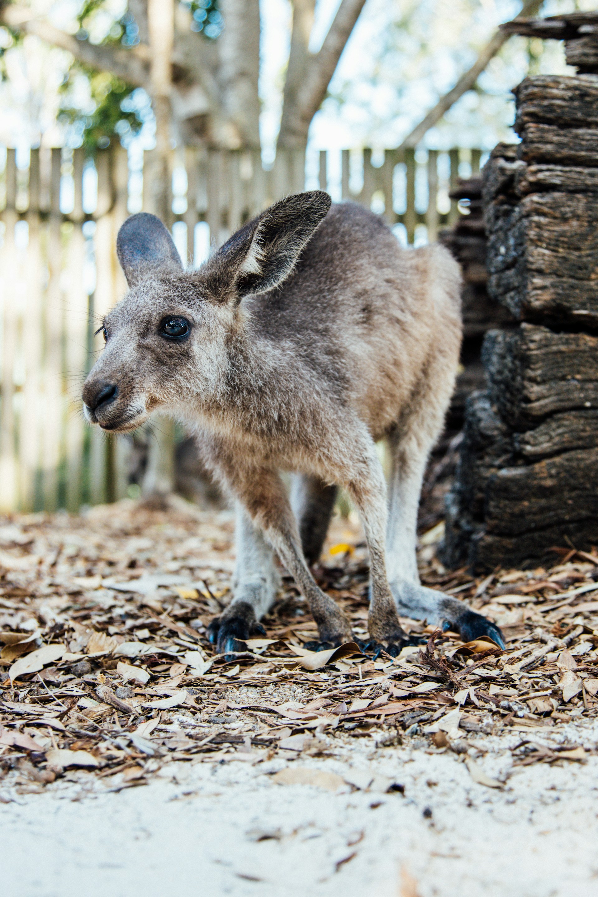 Eastern Grey Kangaroo | Dreamworld