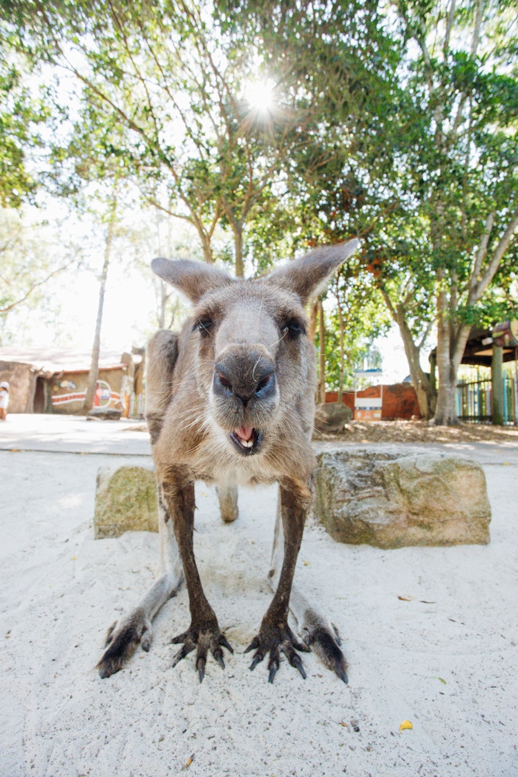 Eastern Grey Kangaroo | Dreamworld