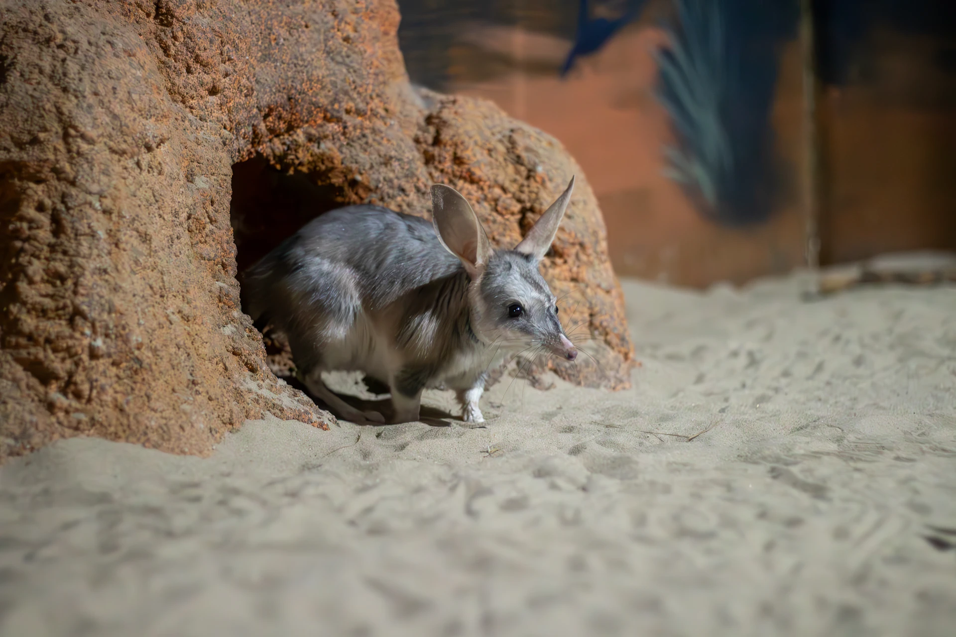 Greater Bilby | Dreamworld