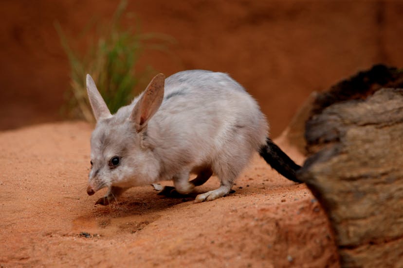 Greater Bilby | Dreamworld