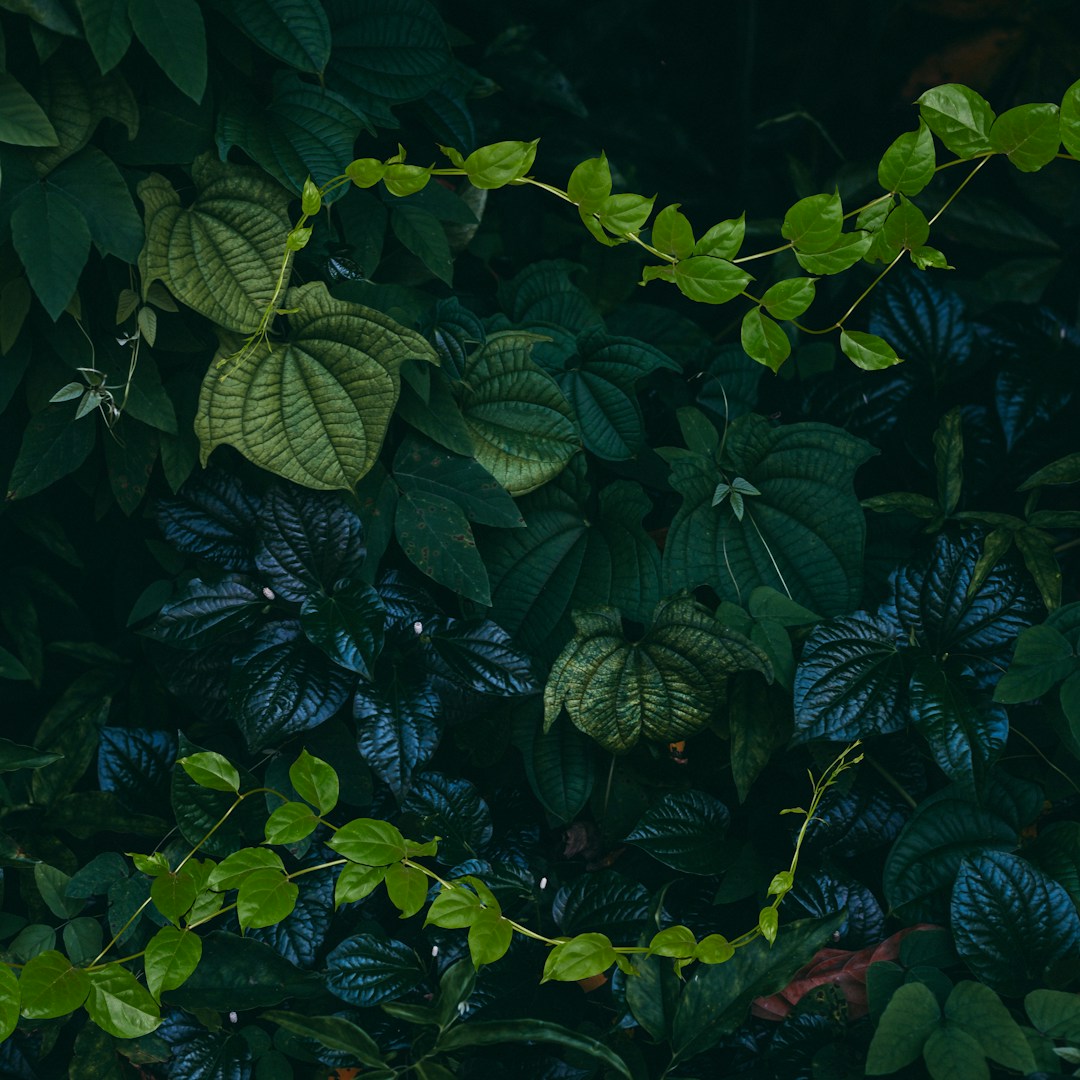 Jungle Rush | Dreamworld