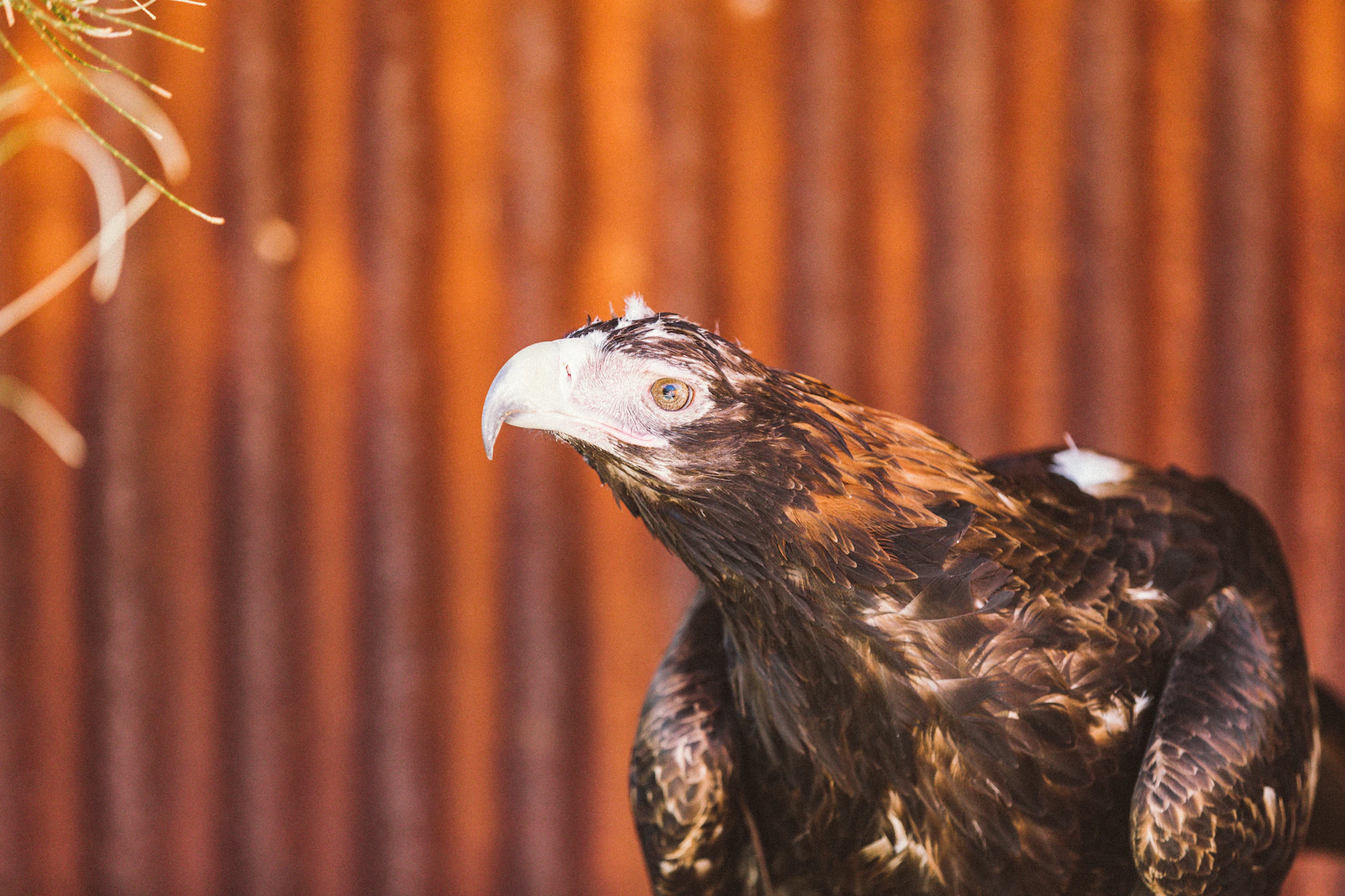 Wedge-tailed Eagle | Dreamworld