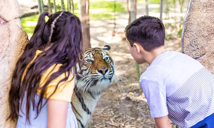 Tiger Island | Dreamworld