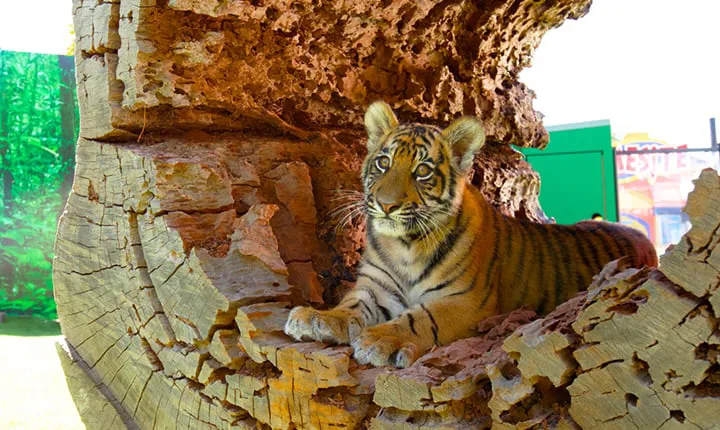Tiger Island | Dreamworld