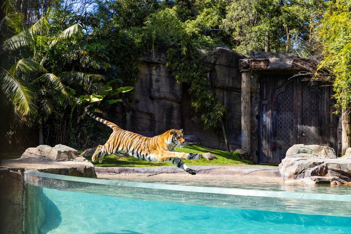 Tigers | Dreamworld