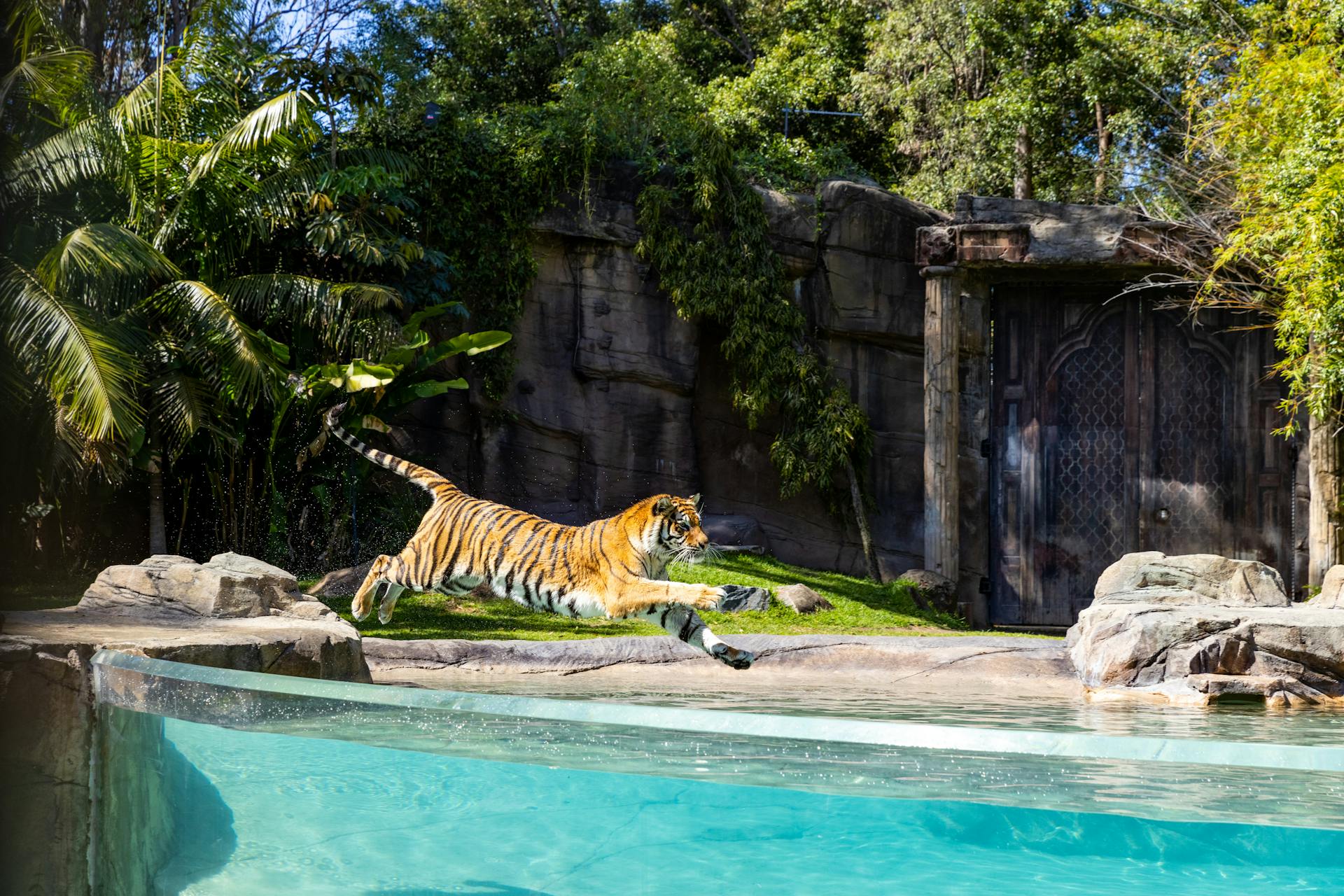 Tigers | Dreamworld