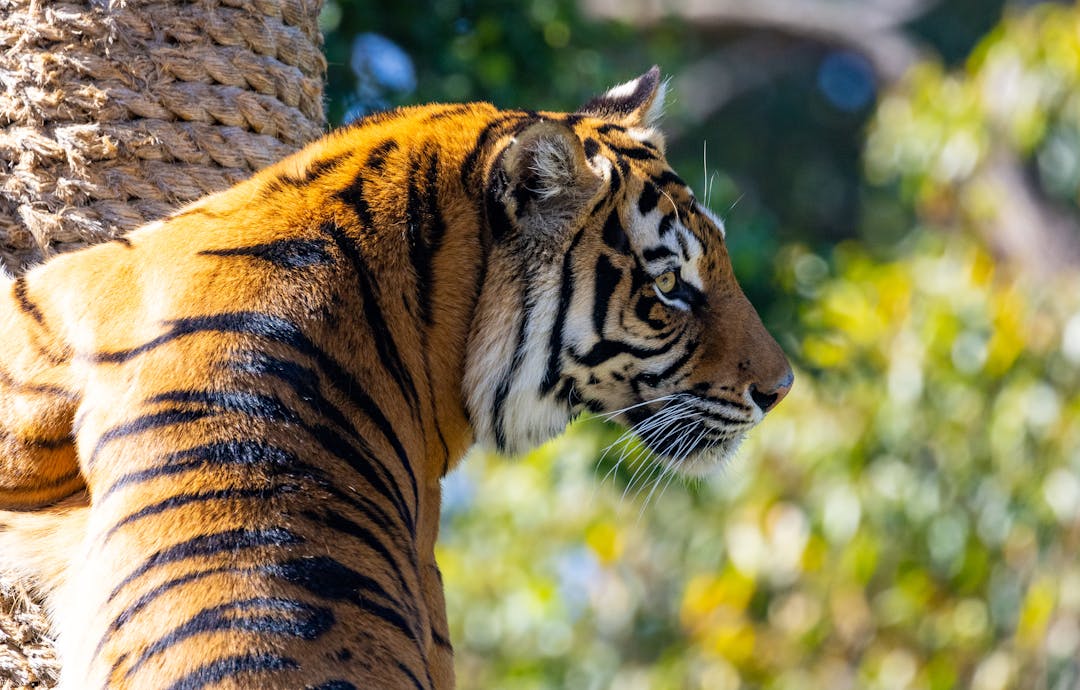 Tigers | Dreamworld