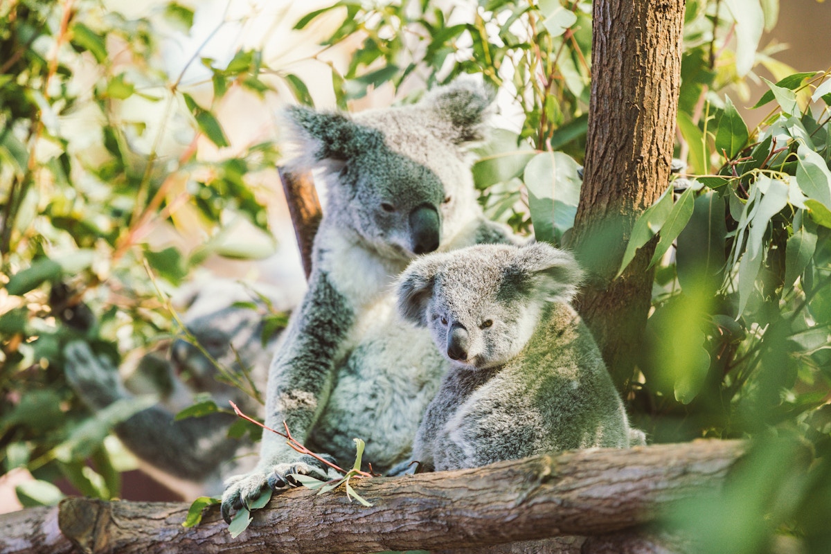 Wildlife | Dreamworld