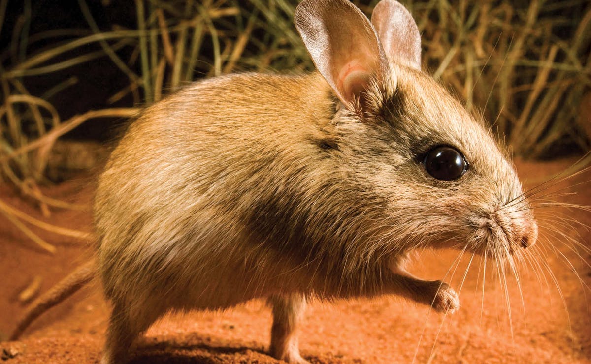 Spinifex Hopping Mouse | Dreamworld