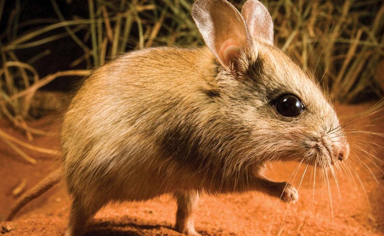 Spinifex Hopping Mouse | Dreamworld