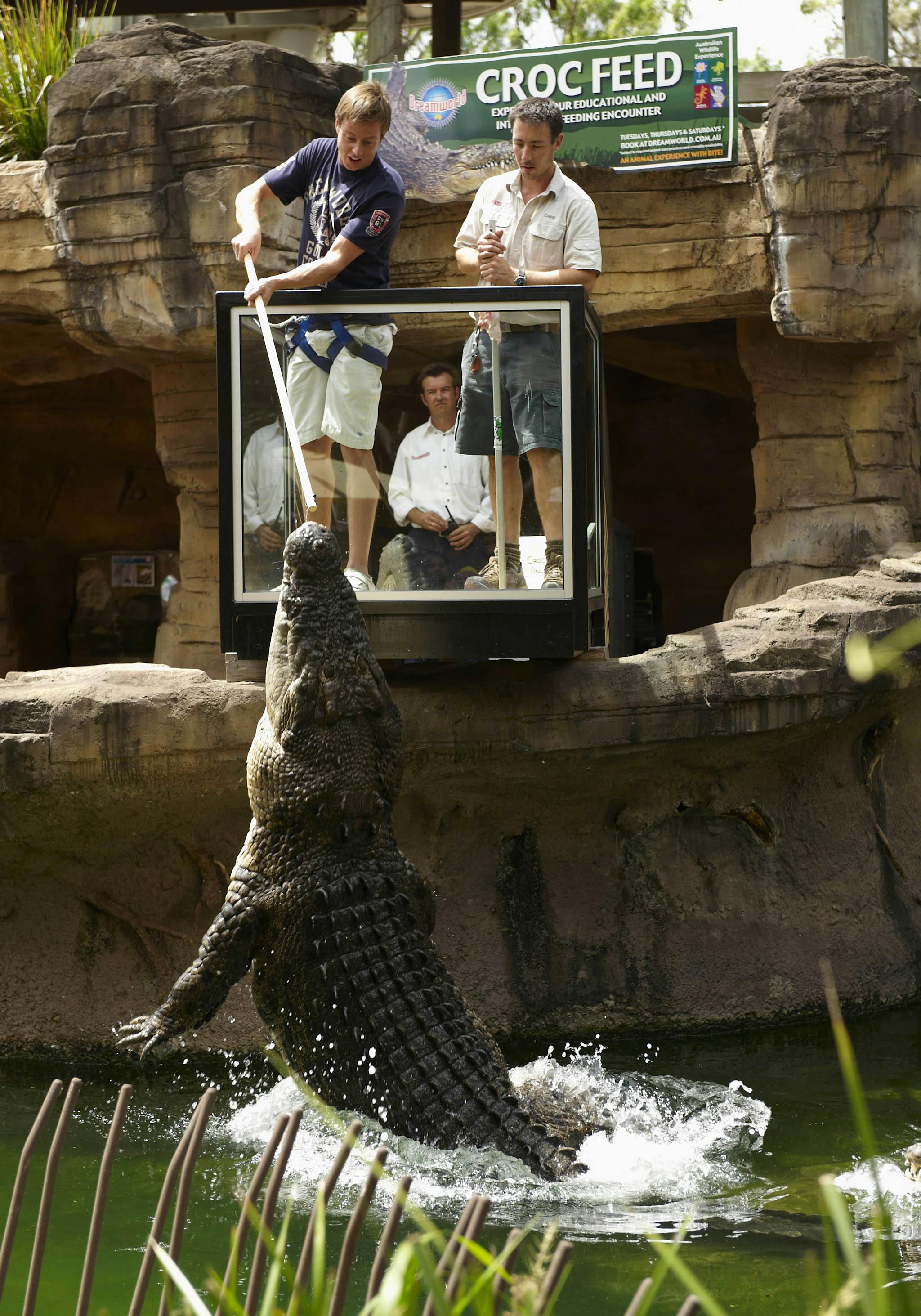 Crocodiles | Dreamworld