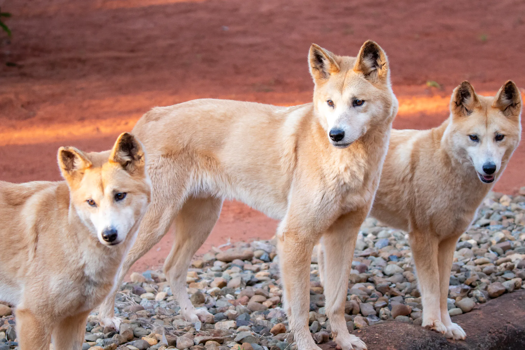 Wildlife | Dreamworld
