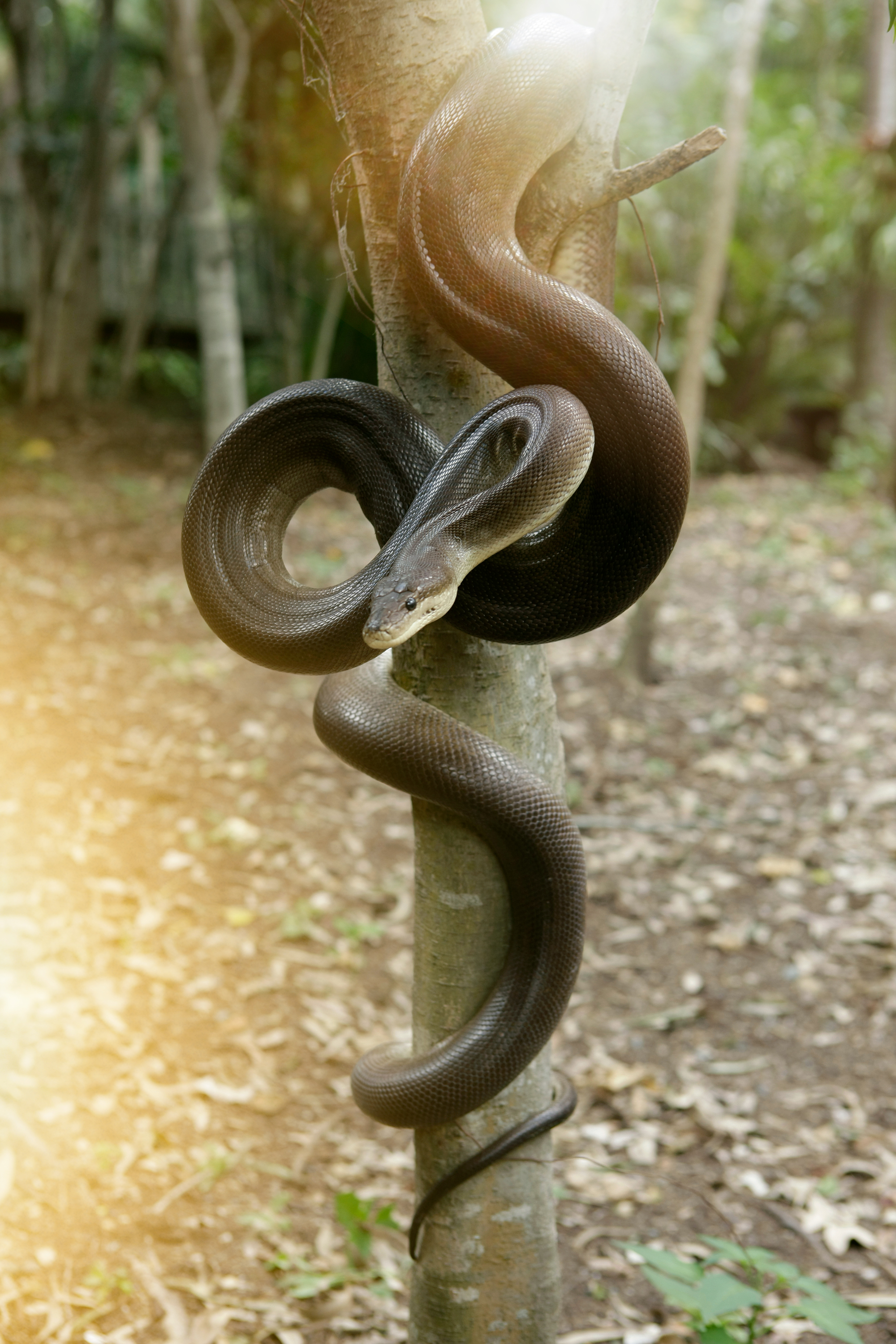 Pythons | Dreamworld