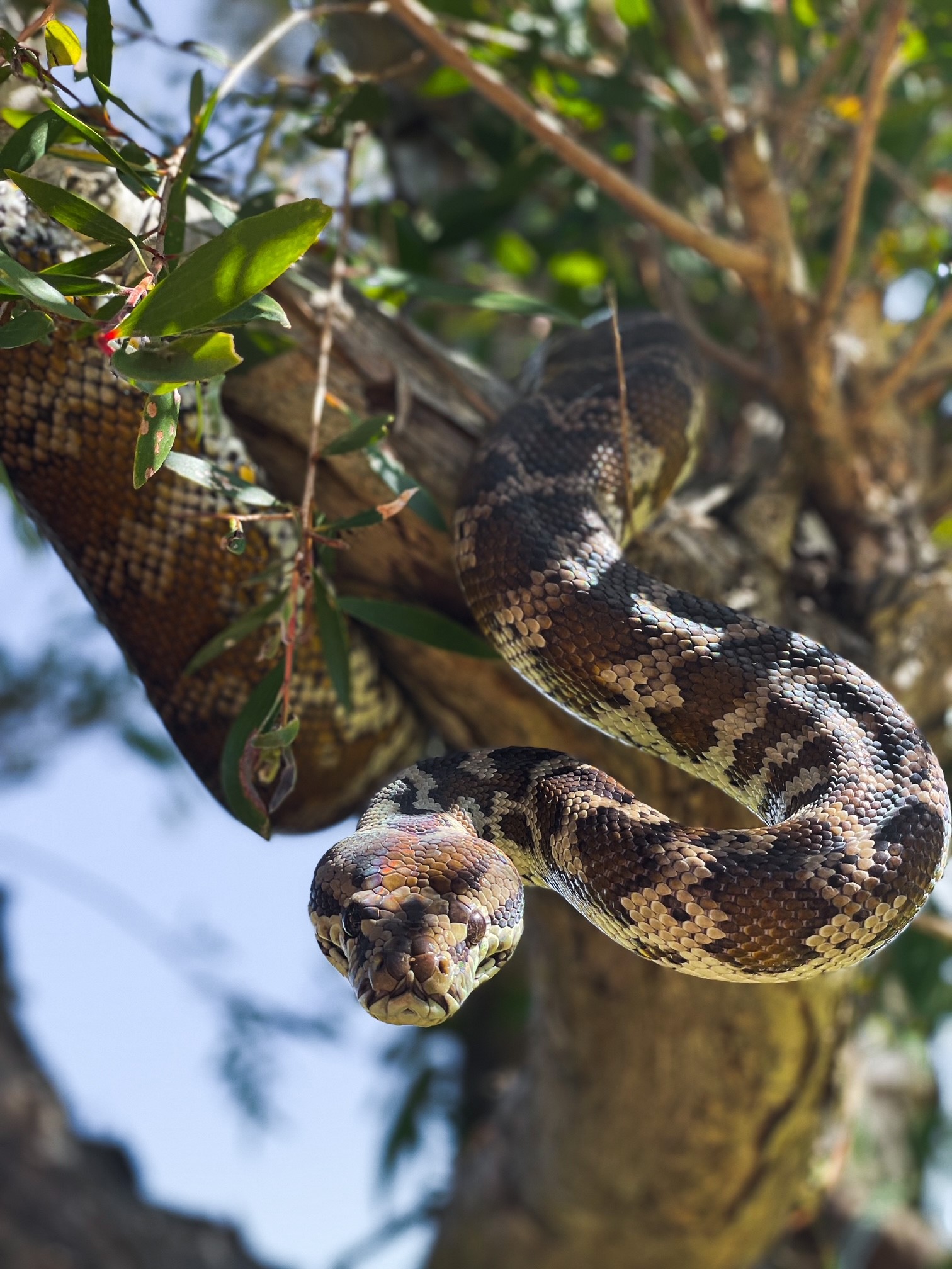 Pythons | Dreamworld