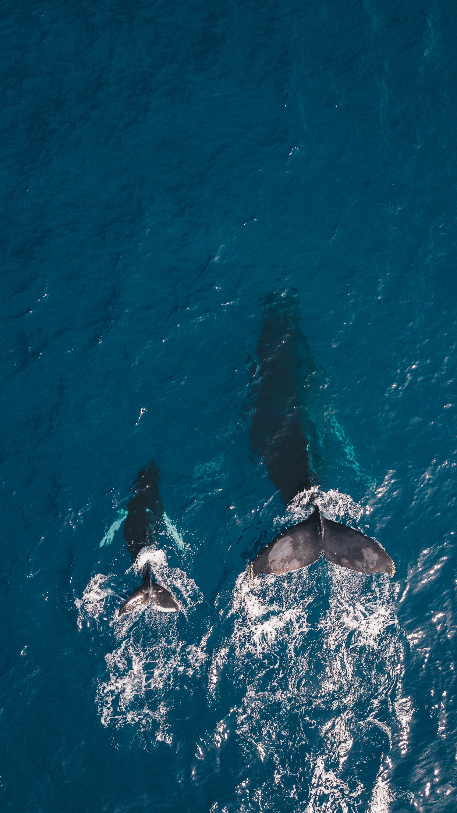 How Marine Scientists Are Using Drones To Study Whale Health | DroneDeploy