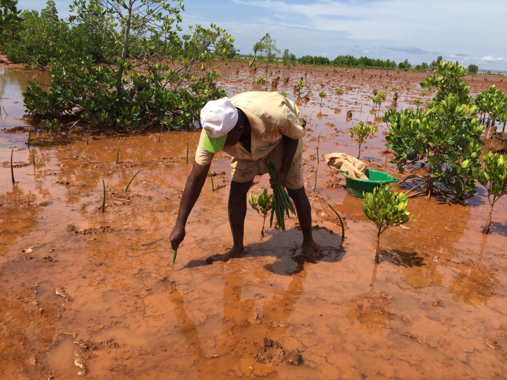 Reforestation Projects Are Helping Save the World and Lives | DroneDeploy