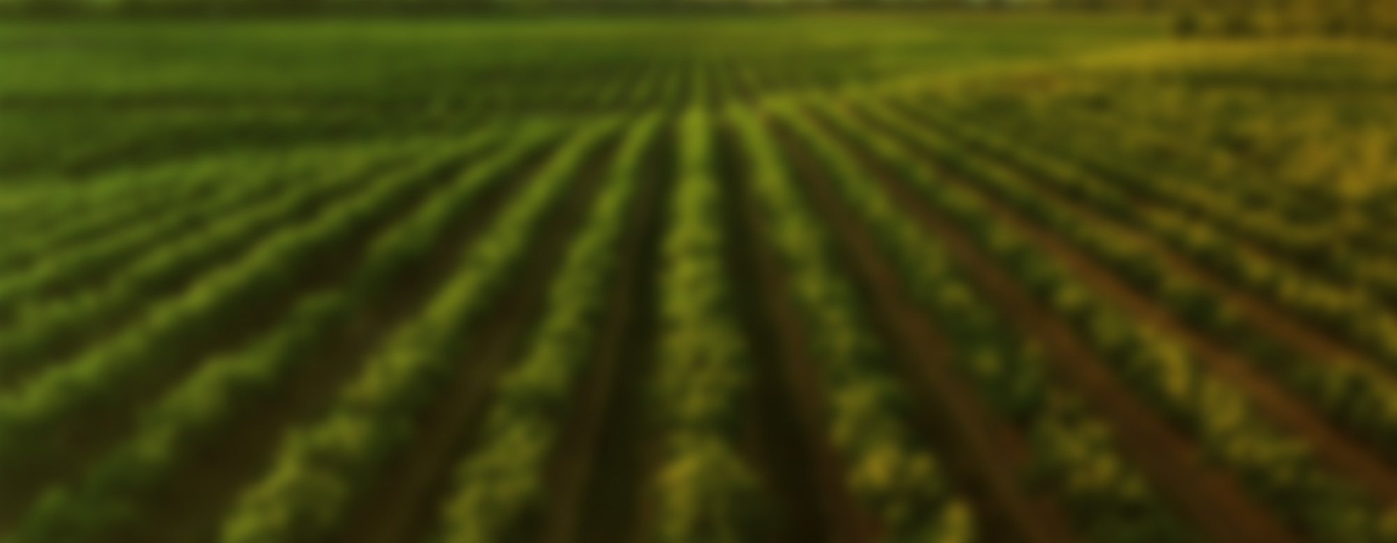 Stand Counts | Precision Agriculture | Agriculture Drone Software ...