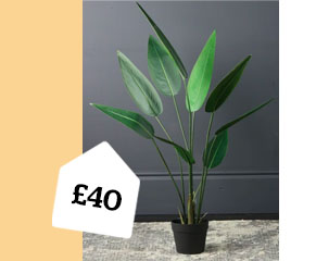 Flowers and Plants - Browse our Range today | Dunelm