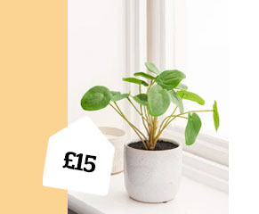 Flowers and Plants - Browse our Range today | Dunelm
