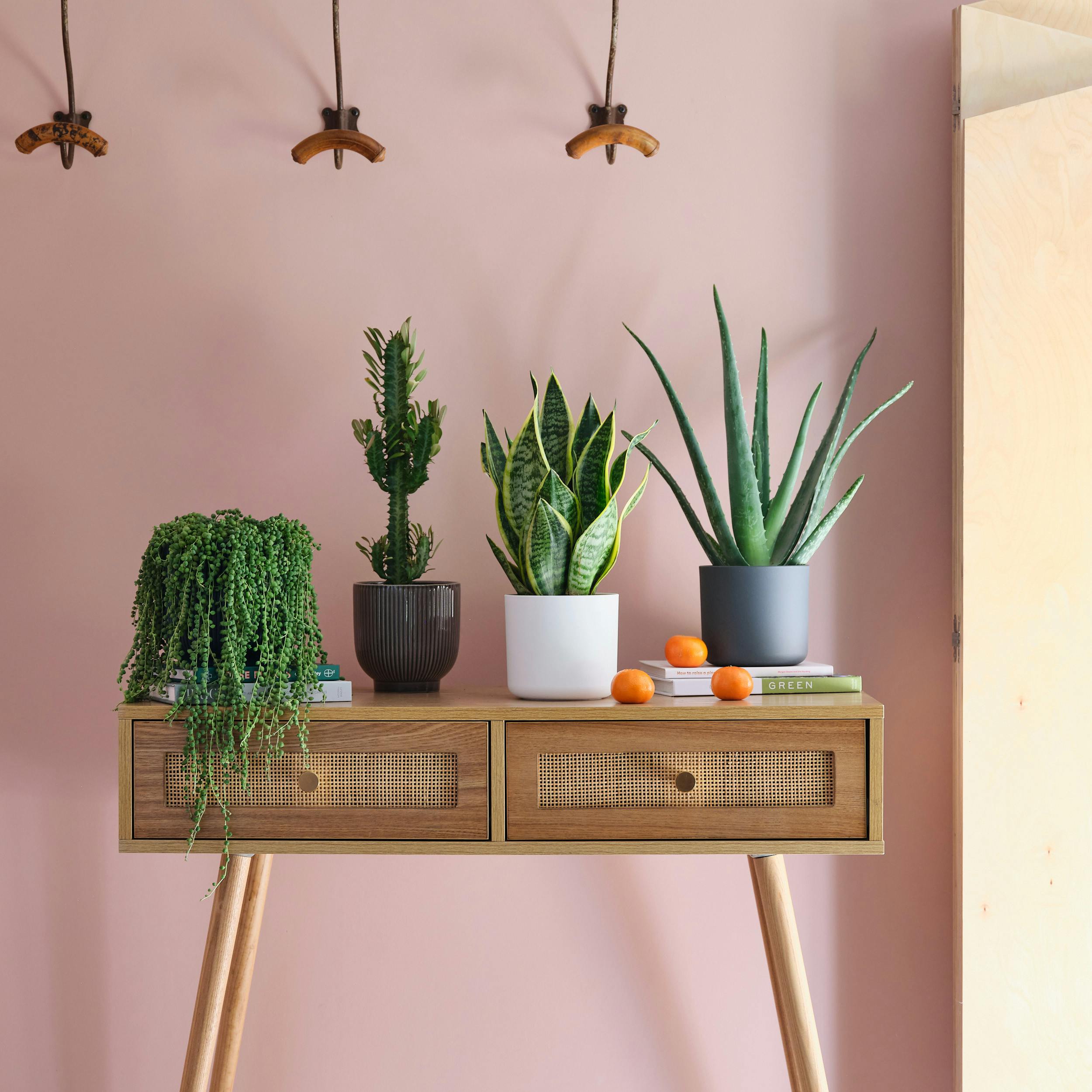 Outdoor Planters | Dunelm