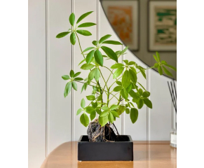 Home Decor Accessories Home Furnishings Dunelm
