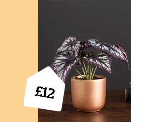 Flowers and Plants - Browse our Range today | Dunelm