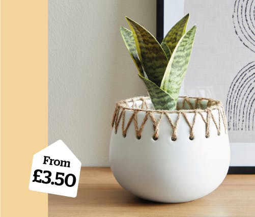 Flowers and Plants - Browse our Range today | Dunelm
