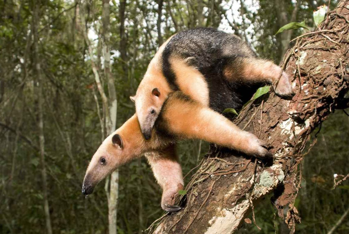Amazon Rainforest Giant Anteater
