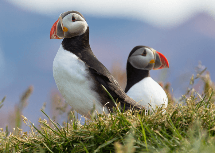 Amazing Arctic Animals - Earth Cubs