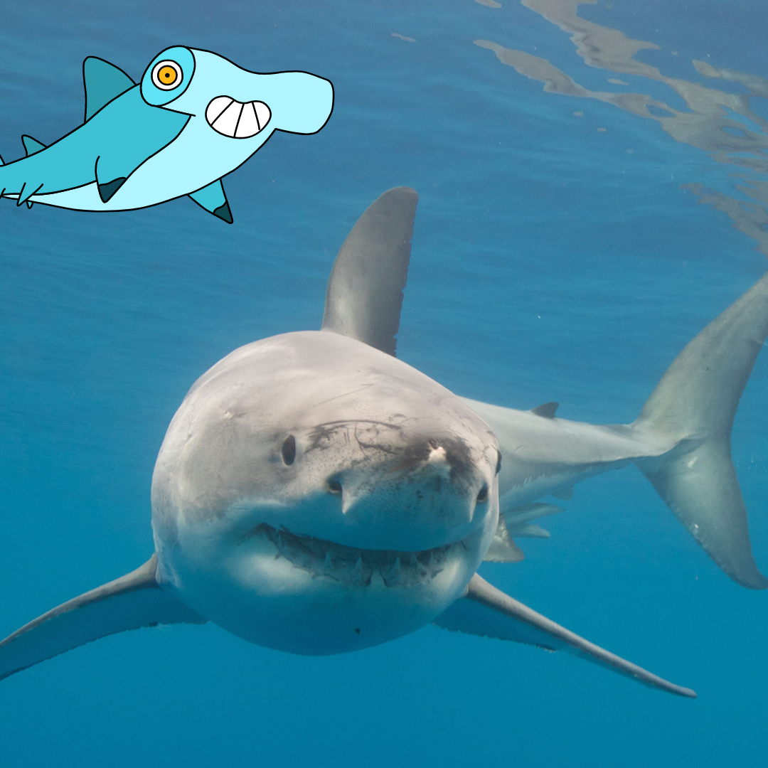 Fin-tastic Shark Facts! - Earth Cubs