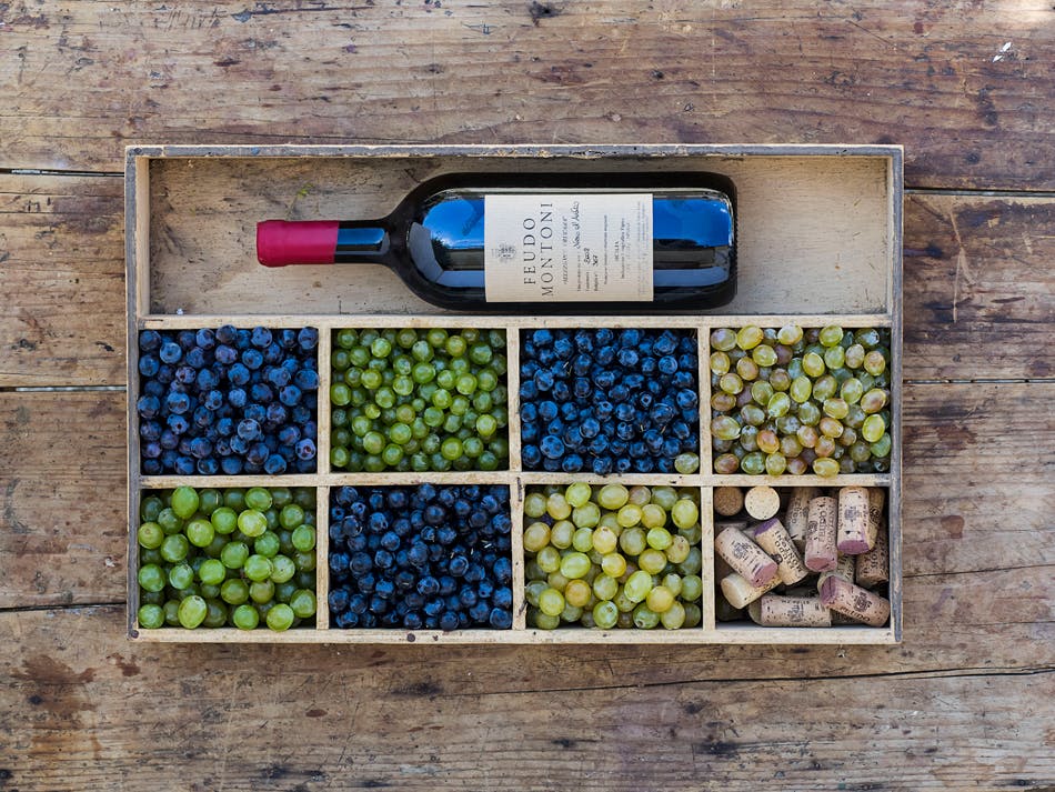 Dive into High-Altitude Sicilian Wines with Feudo Montoni | Eataly