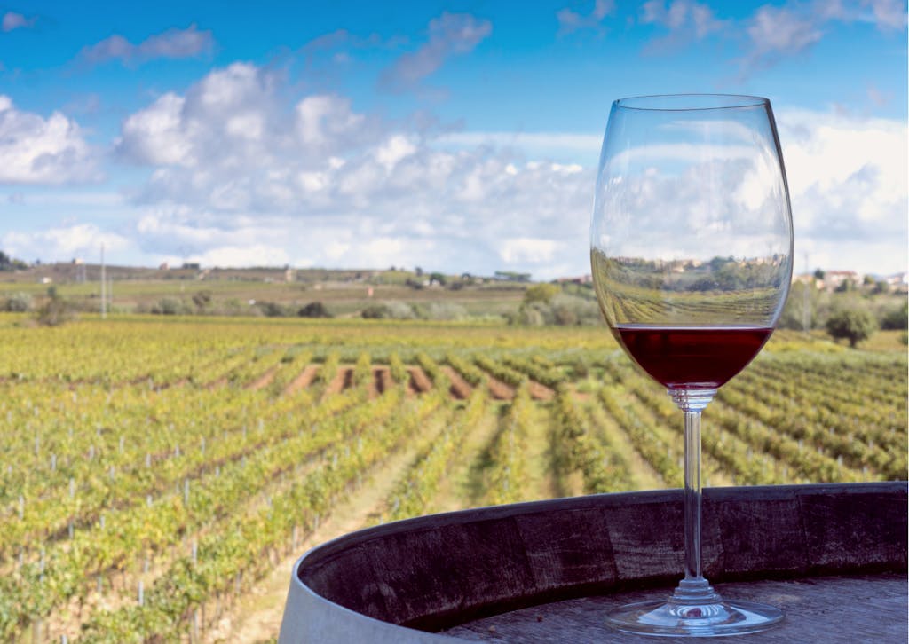 Impact environnemental du vin : conventionnel, bio, biodynamie, nature ...