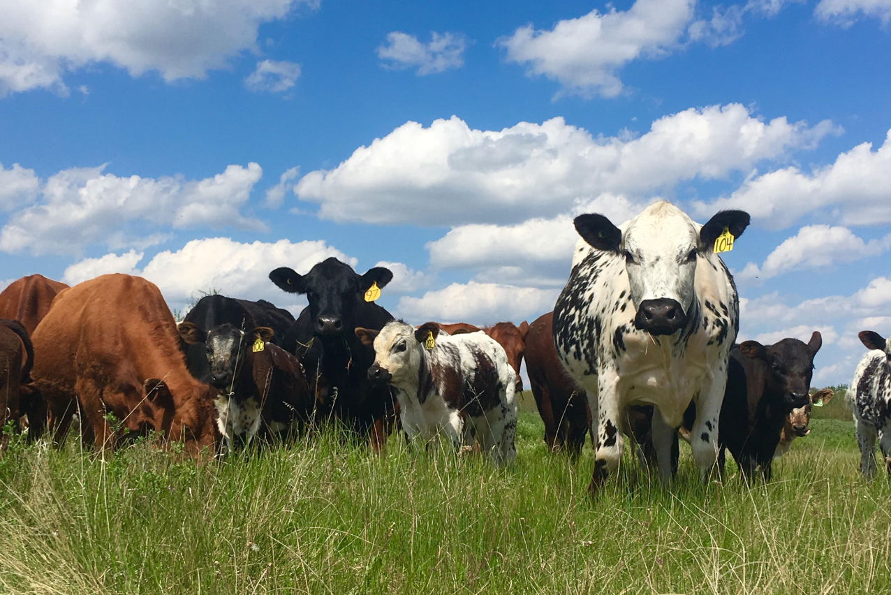 Siksikaitsitapi Agriculture Project | Alberta Ecotrust Foundation