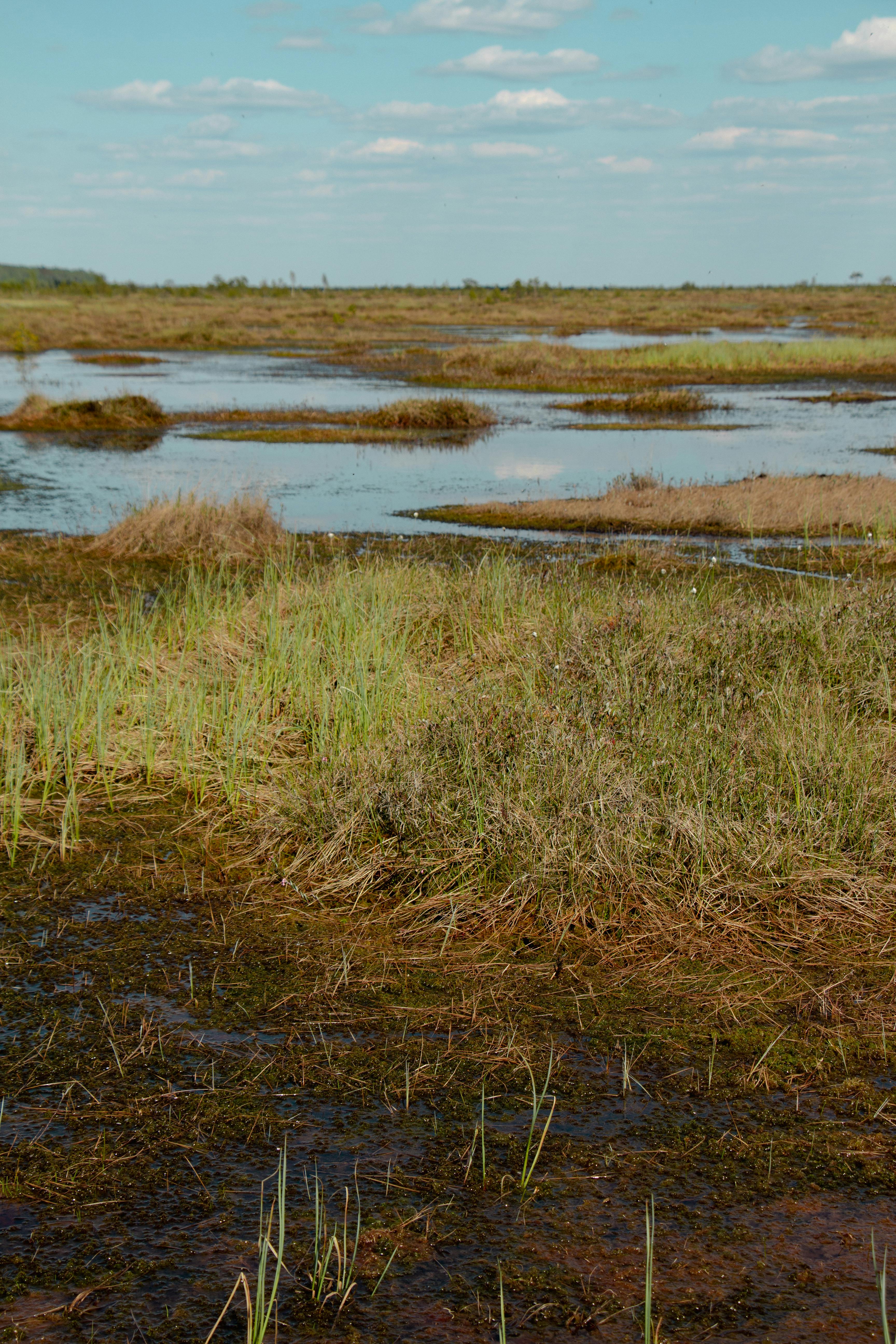 Protecting the Woodland Cree Muskeg - A three-pronged approach ...