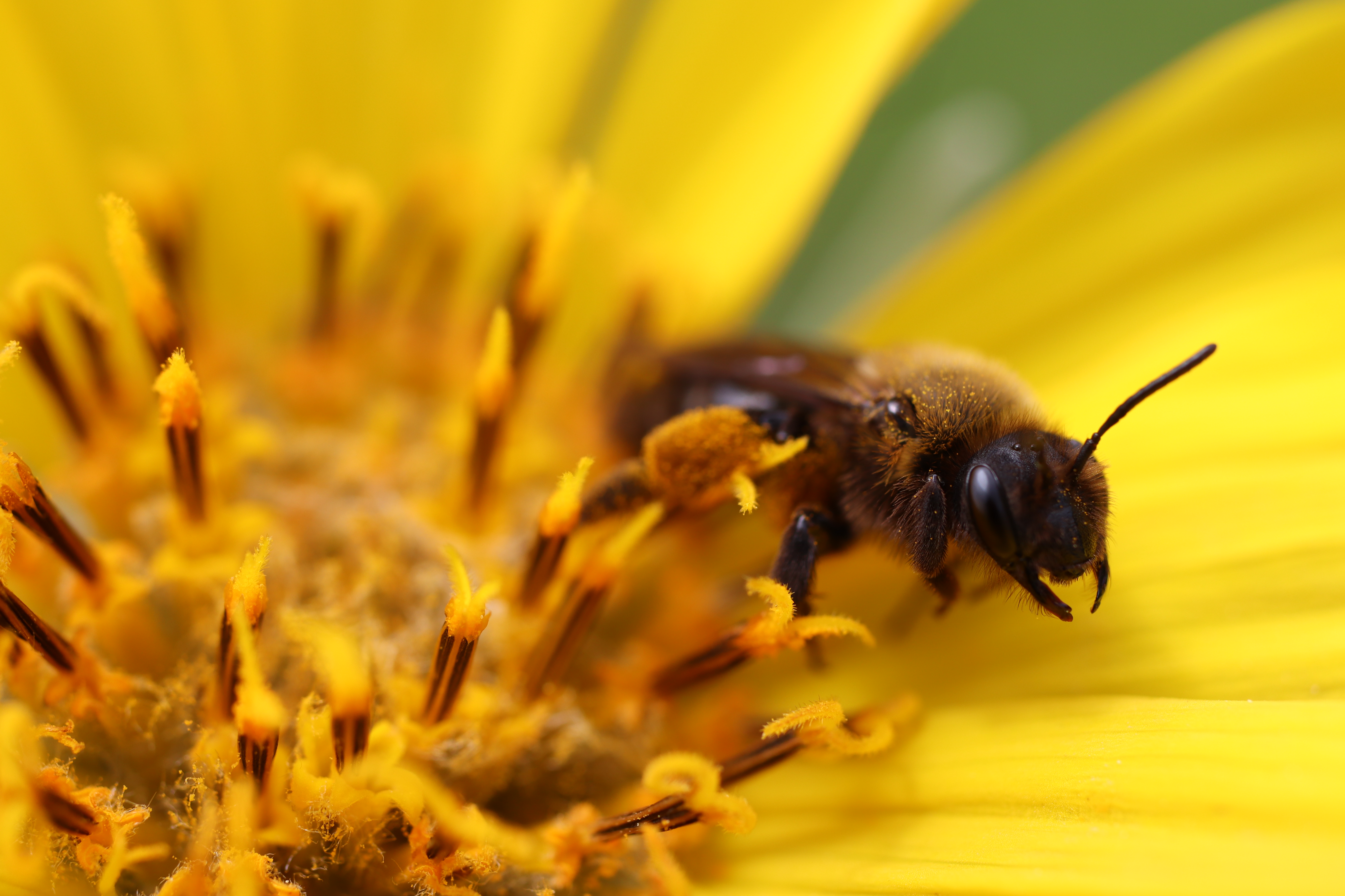 Alberta Native Bee Monitoring and Stewardship Program | Alberta ...