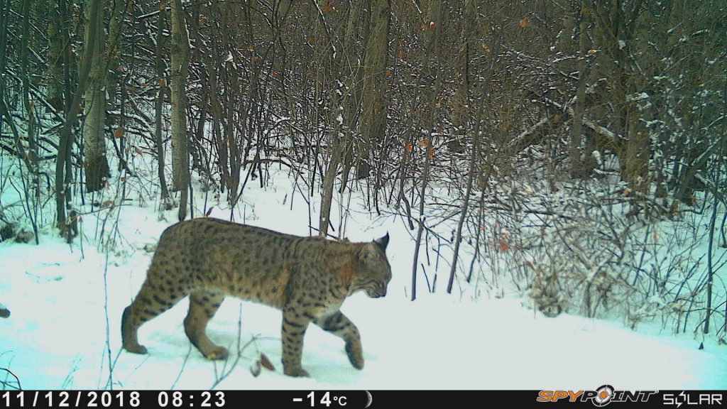 Calgary Captured: Engaging Calgarians in Urban Wildlife Monitoring ...