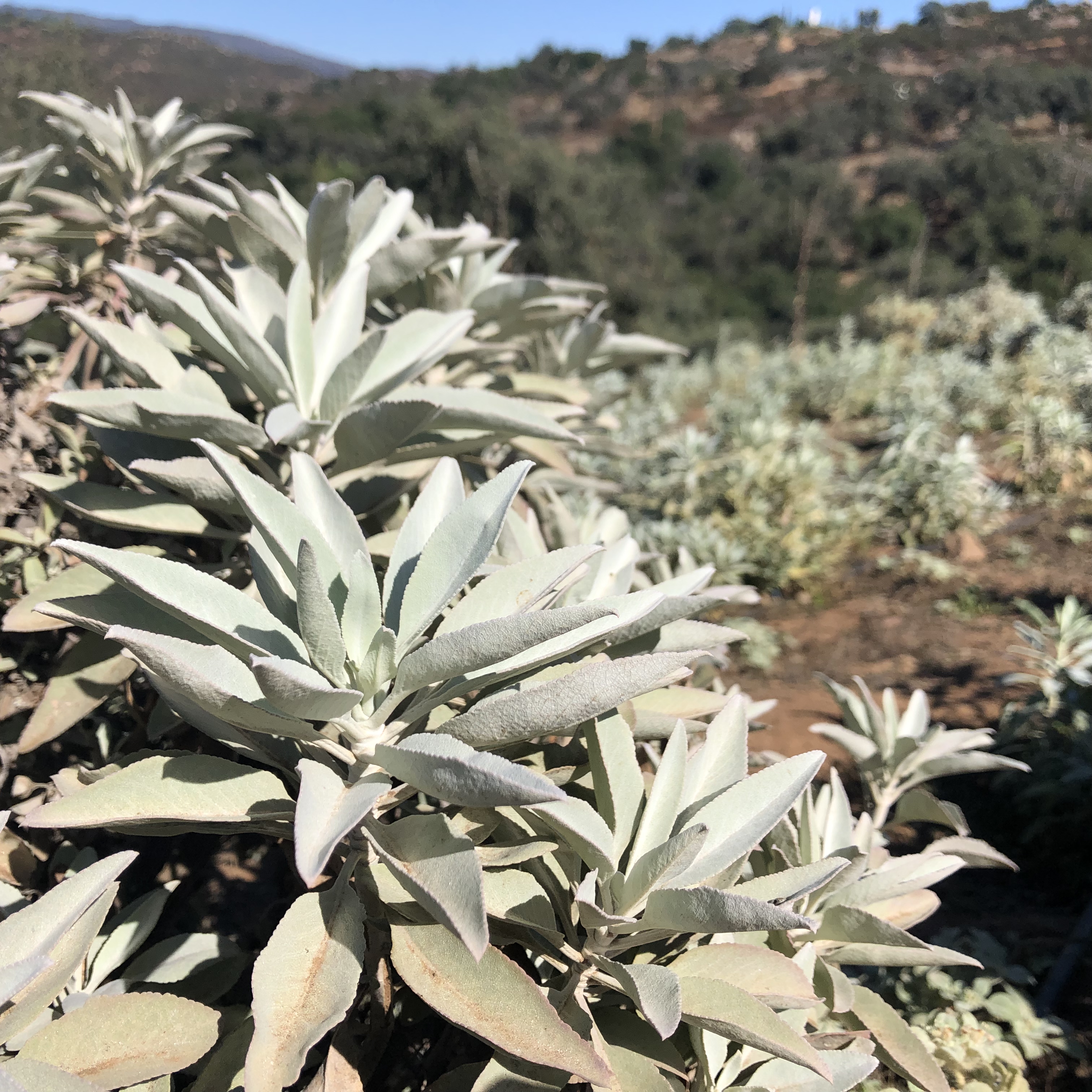 Aftelier Natural Perfume Wheel | Eden Botanicals