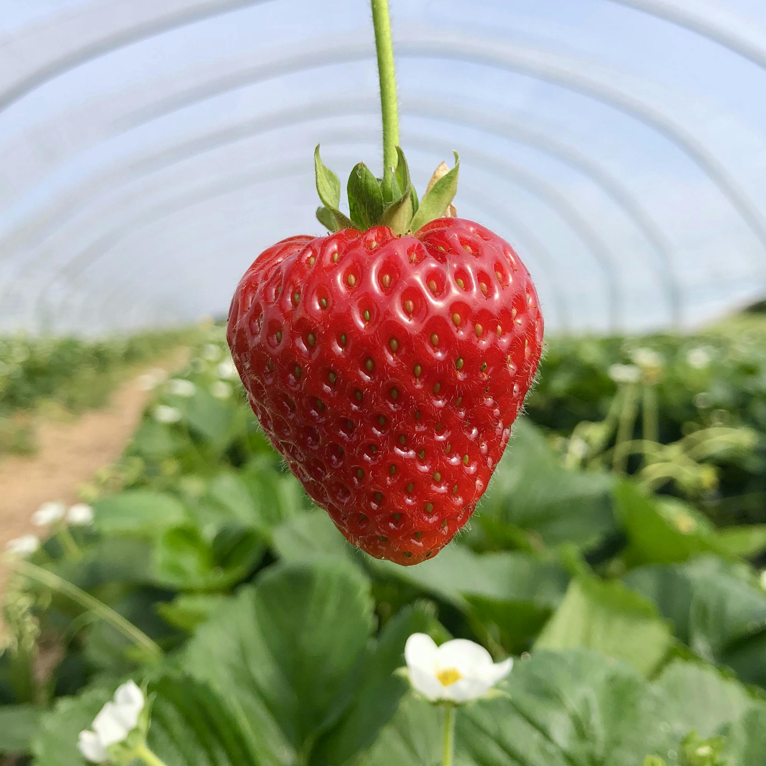 DELICIOUS NEW READY TO DRINK, STRAWBERRY AND PINK PEPPER JUST IN TIME ...