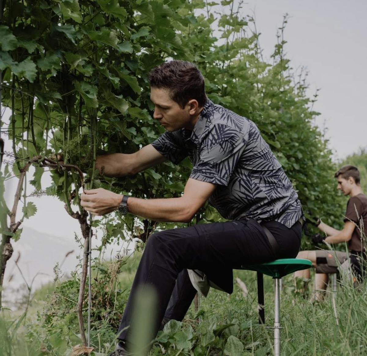 April Aktion | Edvin Weine