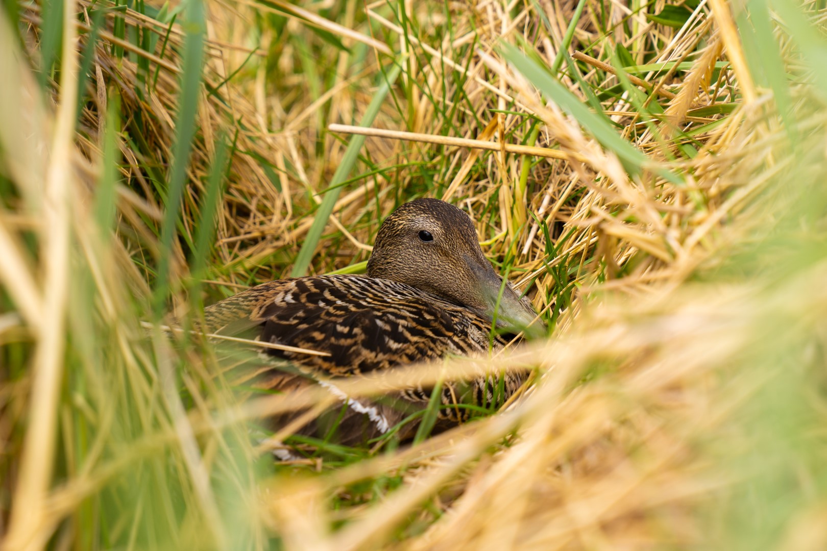 Eider duck nesting in Iceland
