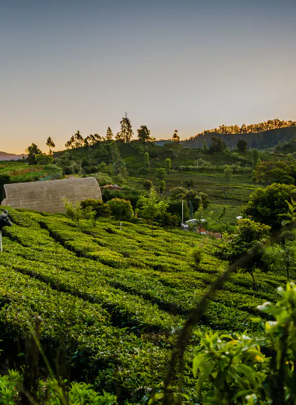 EXPLORE OOTY WITH EKOSTAY