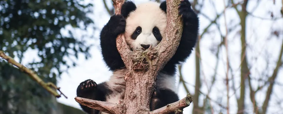 Les actions de la WWF