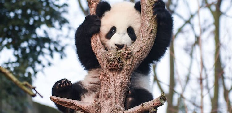 Les actions de la WWF