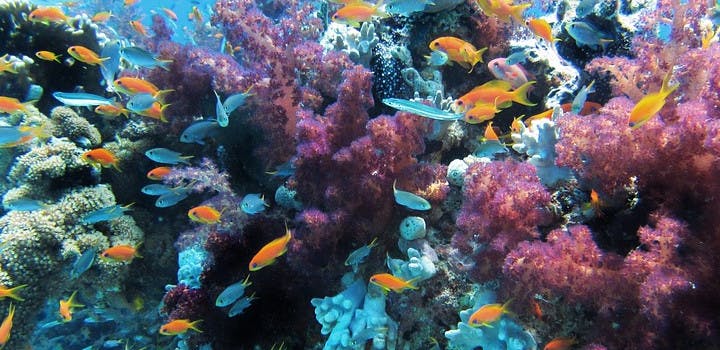 Les ressources halieutiques : définitions et exemples