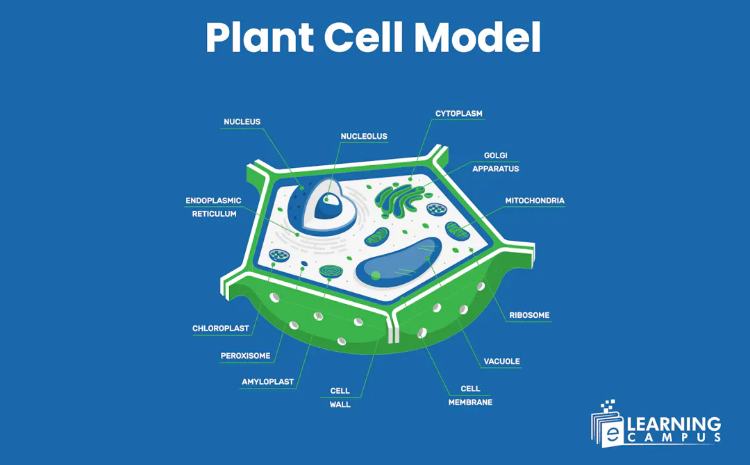 3d Plant Cell Model with Labeled Parts