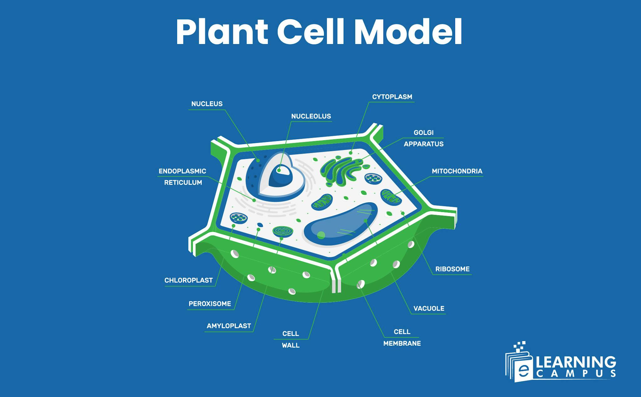 3d Plant Cell Model with Labeled Parts