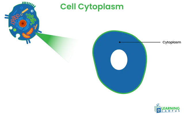 animal cell diagram labeled and explained