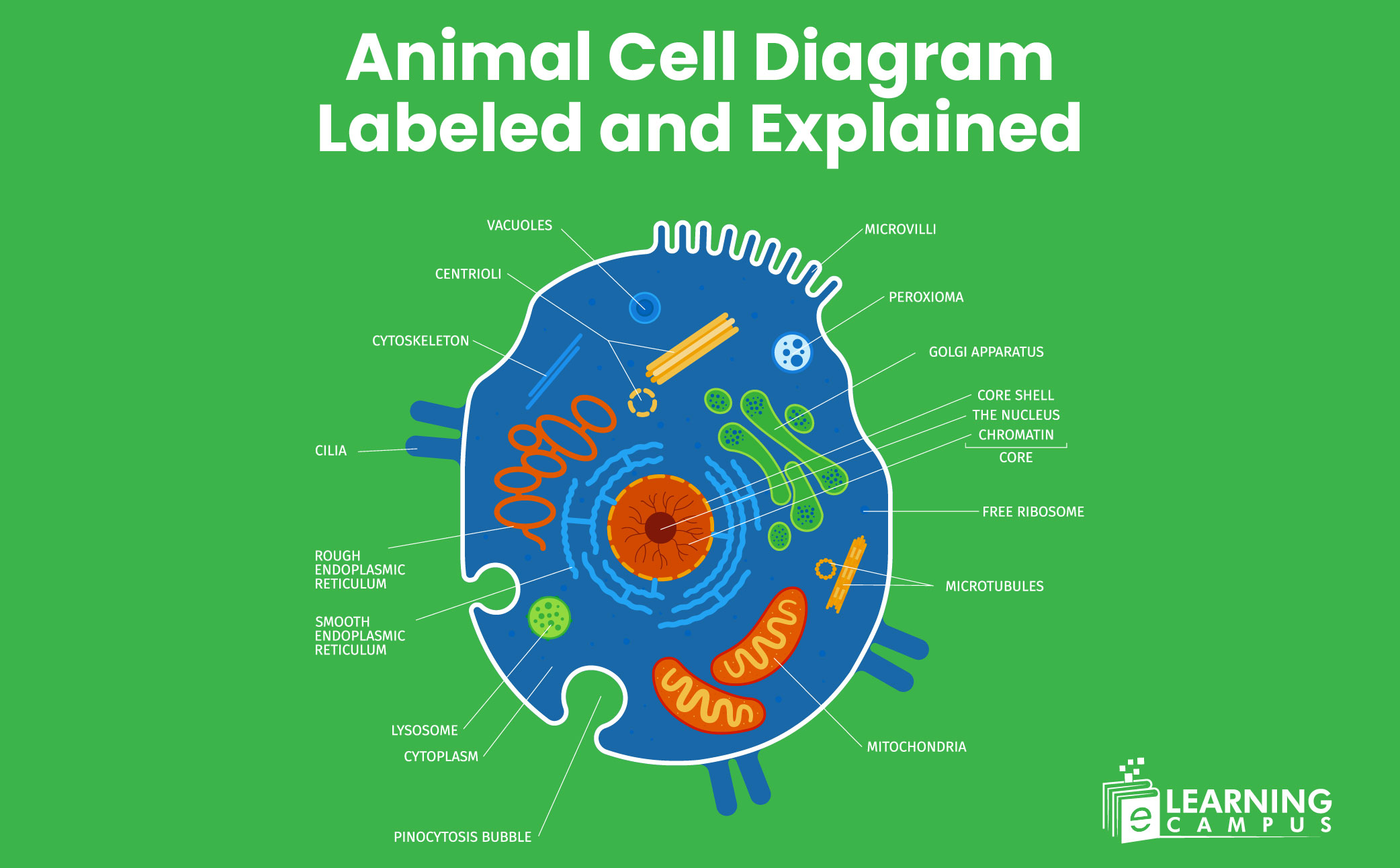 animal cell diagram labeled and explained