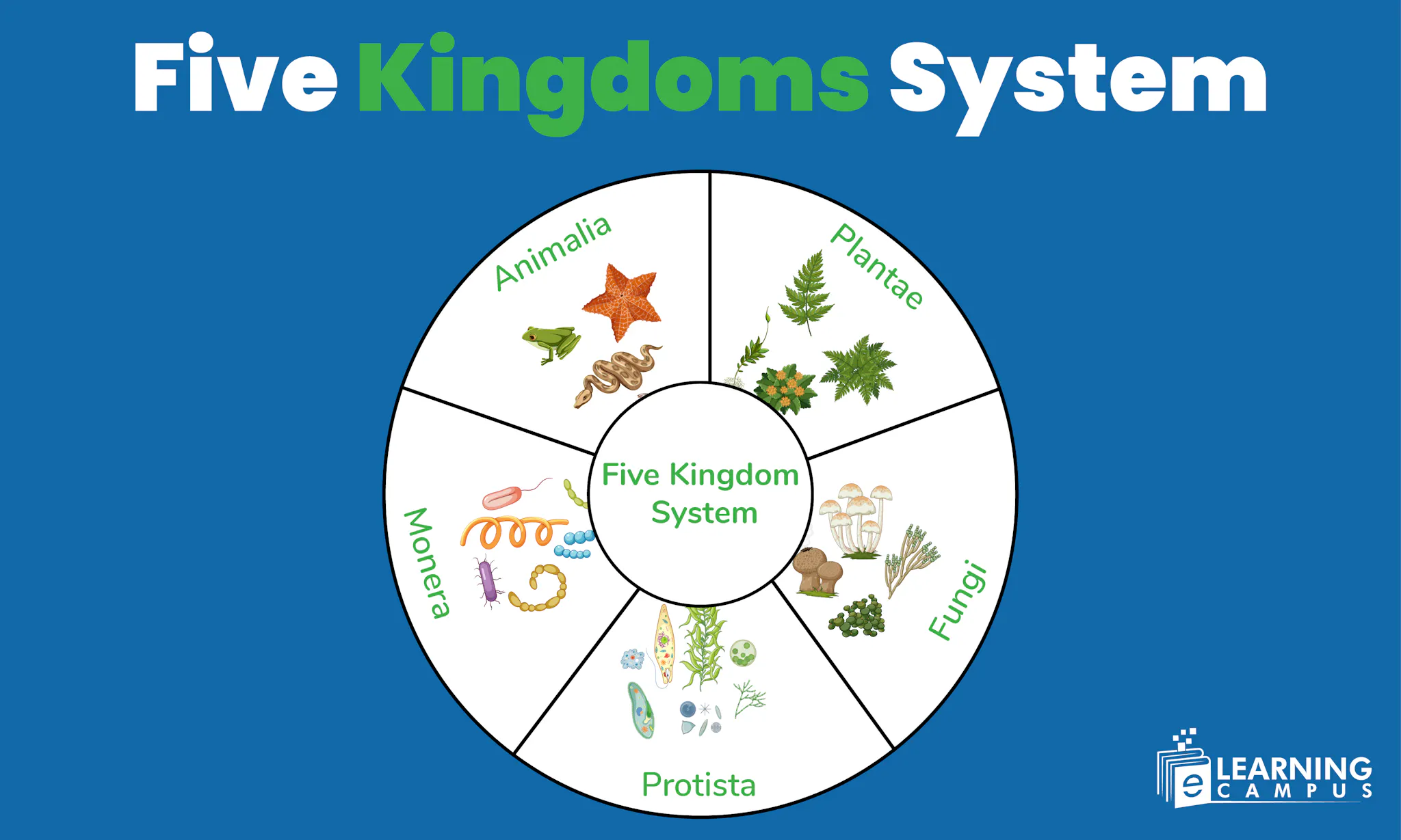 learn what is five kingdoms system, its characteristics, and history.