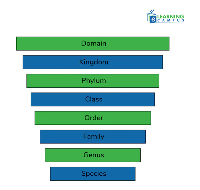 learn what is five kingdoms system, its characteristics, and history.